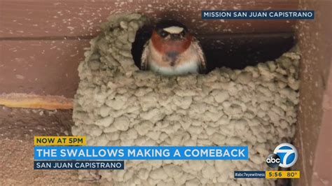 San Juan Capistrano Swallows Migration