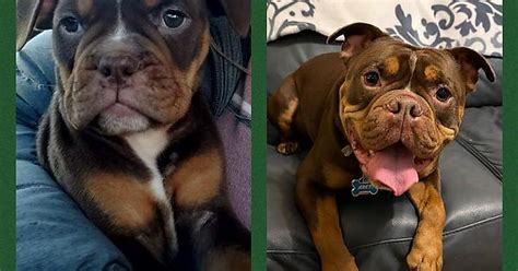 Ares Turned 4yrs Old Album On Imgur