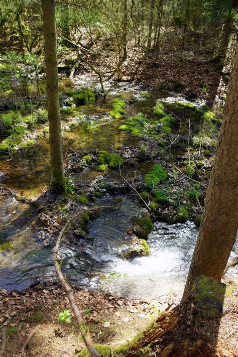 Sun Spottet Trees And Plants Along Woodland Stream Stock Image Image Of Adventure Outdoors