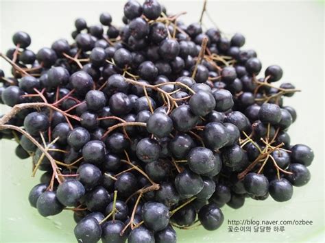 항산화효과 좋은 아로니아 블랙초크베리 네이버 블로그