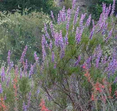 A Description And List Of California Native Plants That Live In The