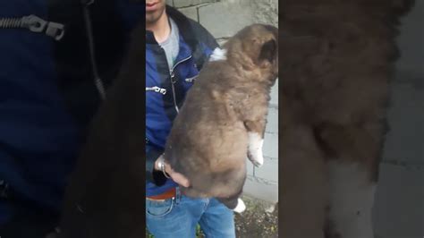 კავკასიური ნაგაზის ლეკვები იყიდება 598900750 რამაზი Youtube