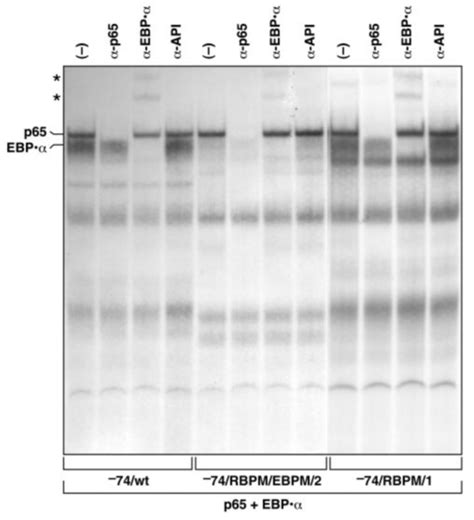 The Il 6 Promoter Contains An Additional Site For Cebp Binding The