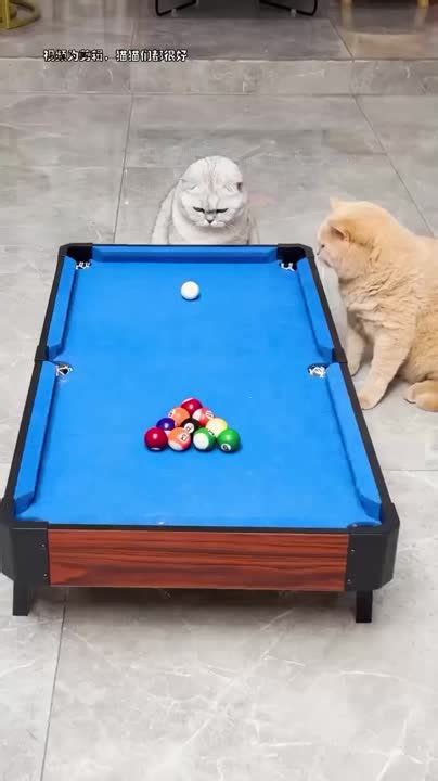 Constantine Shulyak On Linkedin Funny Cats Ai 21 Comments