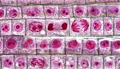 Nuclei In Their Cells Including All The Worlds Plants
