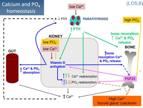 B4w1 Endocrine Control Of Calcium And Phosphate Homeostasis