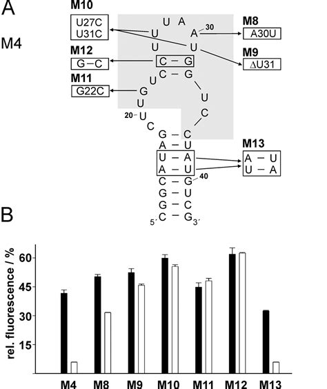 Screening For Engineered Neomycin Riboswitches That Control Translation Initiation