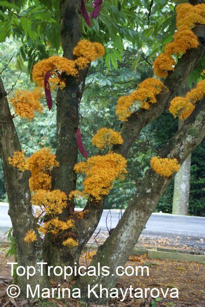 Saraca Cauliflora Yellow Saraca Tree Top Tropicals Plant Encyclopedia