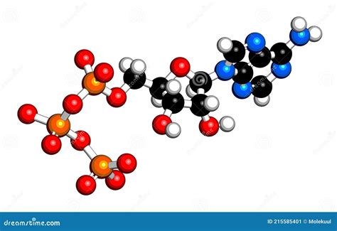 Adenosine Triphosphate Atp Molecule Functions As Neurotransmitter Rna Building Block Energy