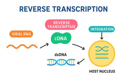 Reverse Transcription Definition Steps Enzyme And Applications