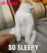 Sleeping Cat Meme S Tenor