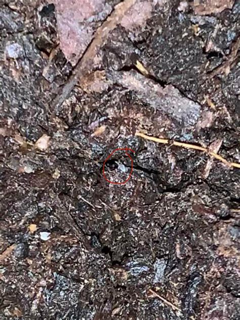 Are They Thrips Soil Mites Springtails Or Something Else Mostly On