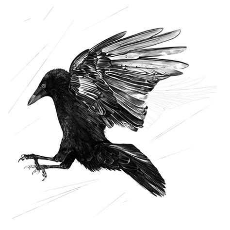 Sex Crow On Behance