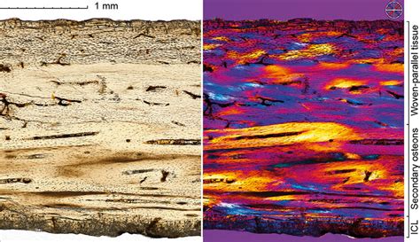 Humerus Of Cf Dasornis Av 42 Longitudinal Section The Periosteal Download Scientific