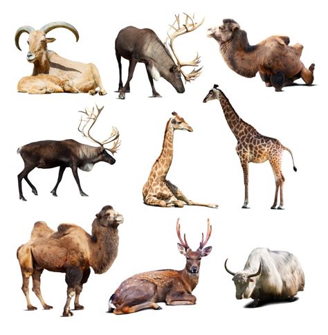 What Makes An Animal A Mammal Quiz Wonderopolis