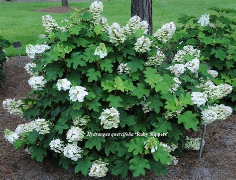 Dwarf Oakleaf Hydrangea Ruby Slippers