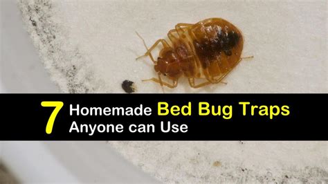 7 Homemade Bed Bug Traps Anyone Can Use