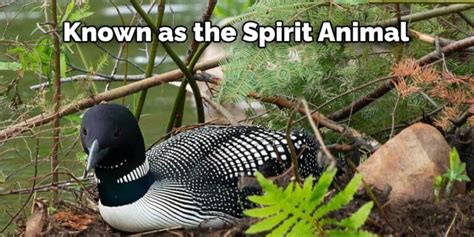 Loon Spiritual Meaning Symbolism And Totem 2026