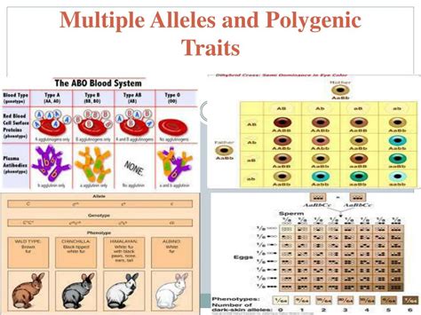 PPT Multiple Alleles And Polygenic Traits PowerPoint Presentation