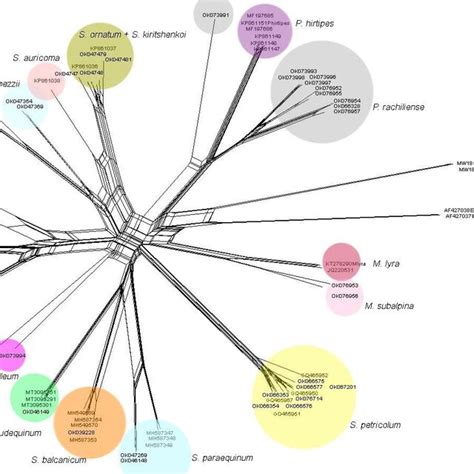 Haplotype Network Analysis Created With Coi 87 Haplotype Data Set