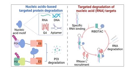 Nucleic Acid Research Transcription Factors At Marty Robertson Blog