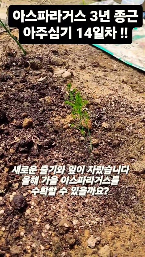 아스파라거스 종근 아주심기 14일차 Youtube