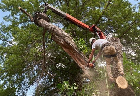 The Different Methods Of Tree Removal Apex Tree Services