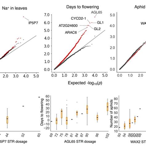 Strs And Phenotypic Variation A Example Quantile Quantile Qq Plots Download Scientific