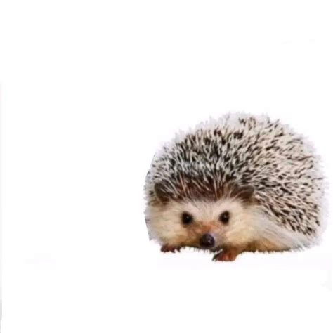 最近很火的「刺猬卡尔」是什么梗？超全表情包来啦~reddit