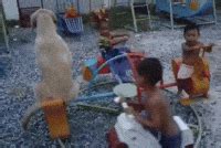 Asian Doggy S Find And Share On Giphy