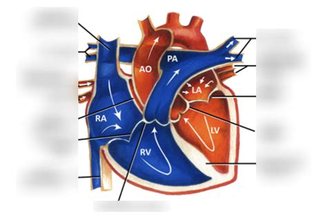 Cardiac Cycle Diagram Quizlet