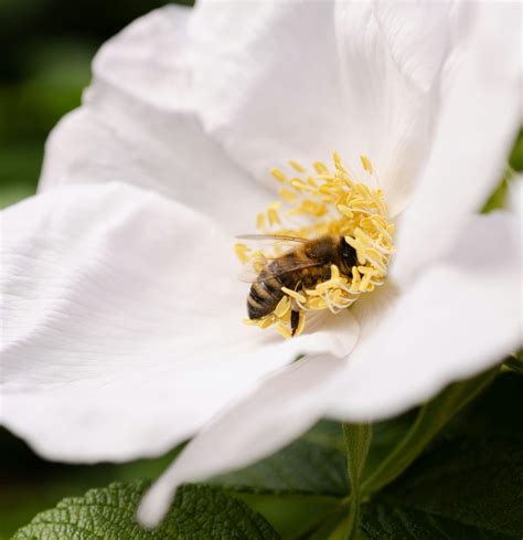 계절 곤충 곤충학 꽃 꽃가루 꽃무늬 꽃이 피는 꽃잎 꿀 꿀 생산 꿀벌 노란색 녹색 매크로 벌 보존