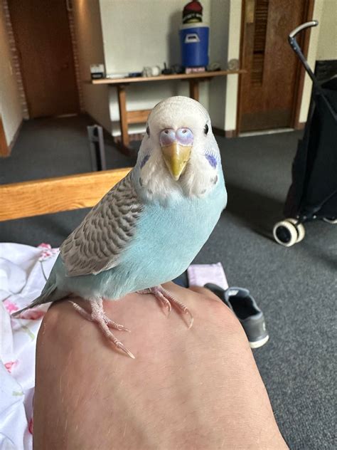 Meet Eeby Deeby Rparakeets