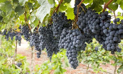 What Is A Bordeaux Blend In Wine