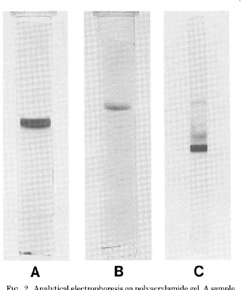 Figure 1 From The Monomeric Glutamyl Trna Synthetase Of Escherichia Coli Purification And