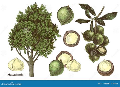 Hand Drawn Macadamia Nuts Vector Set Stock Vector Illustration Of