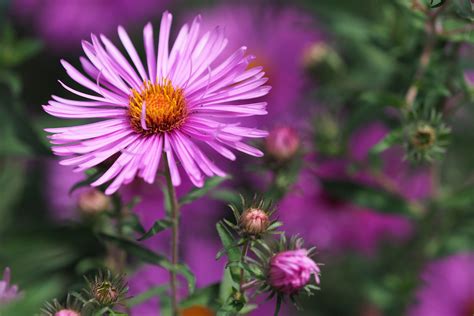 Aster Foto And Bild Blumen Aster Natur Bilder Auf Fotocommunity
