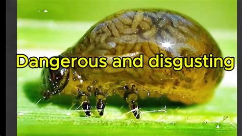 The Most Dangerous And Disgusting Insects In The World Youtube