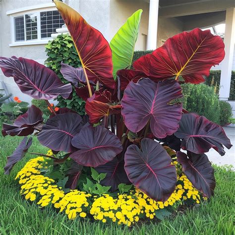 How To Grow And Care For Elephant Ear Plants Expert Tips For Lush