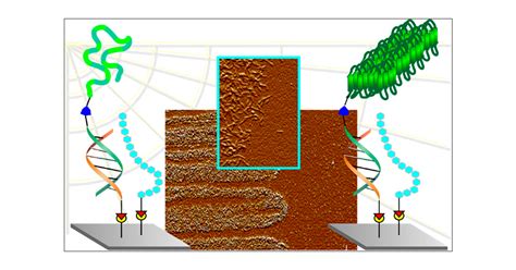 Nanoscale Patterning Of Surfaces Via Dna Directed Spider Silk Assembly