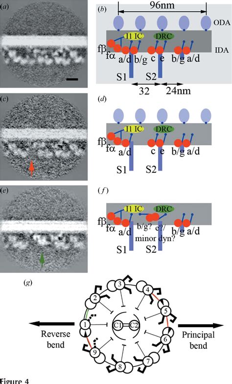 Figure 4 From Diffraction Structural Biology Synchrotron Radiation Three Dimensional Structural
