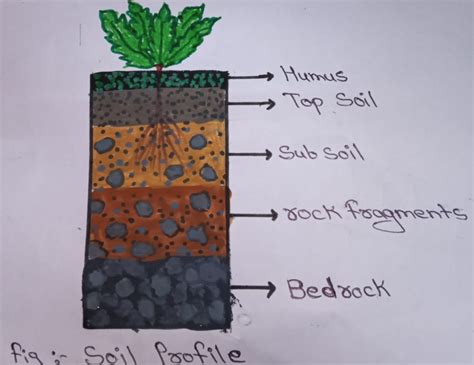 Soil Profile Class 7 Science Lesson Soil