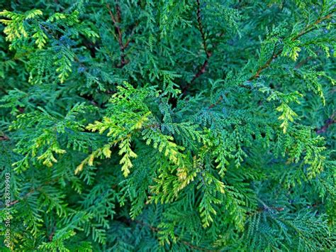 Cypress Cedar Tree Branch Thuja Occidentalis Bush Is Evergreen Coniferous Tree In Cypress