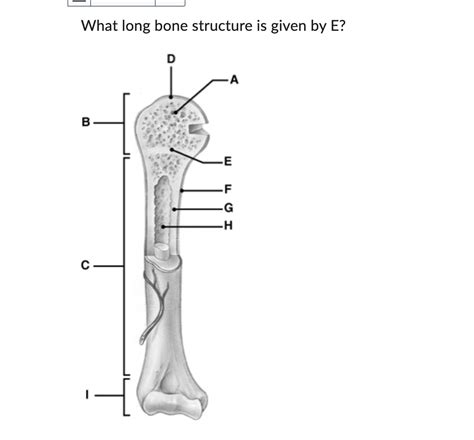 solved what long bone structure is given by e