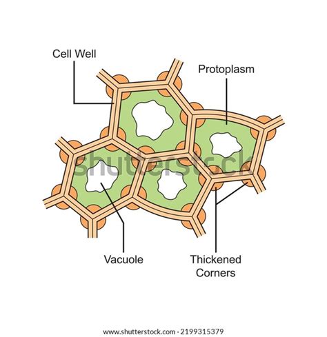 Scientific Designing Collenchyma Structure Plant Tissue เวกเตอร์สต็อก