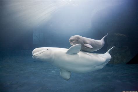 귀여운 흰돌고래 벨루가 네이버 블로그