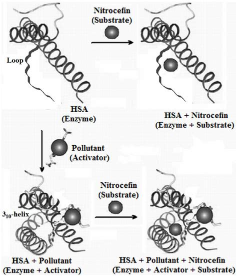 Schematic Presentation Nitrocefin Substrate Interacting With Hsa