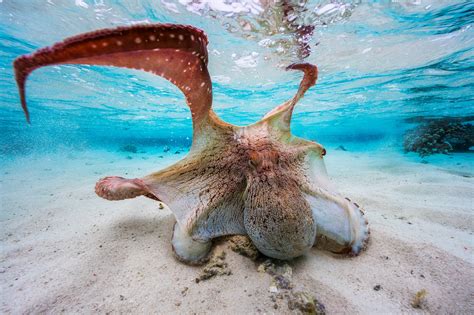 Cephalopod On Behance