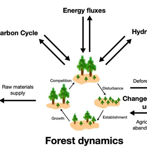 Forest Management Model For Carbon Storage Adapted From 136