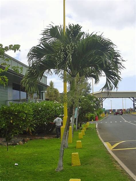 Adonidia Merrillii Christmas Palm 5 Seeds
